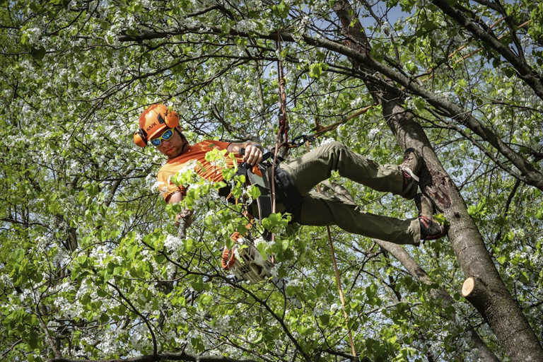 Home - Back Tree Service