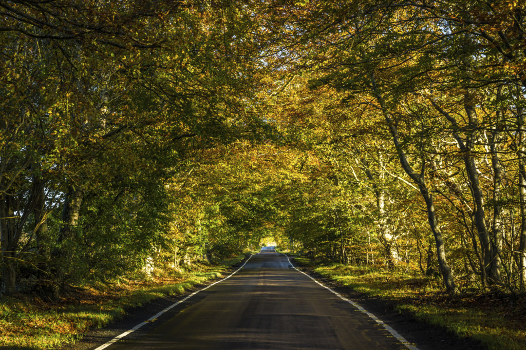Home - Back Tree Service